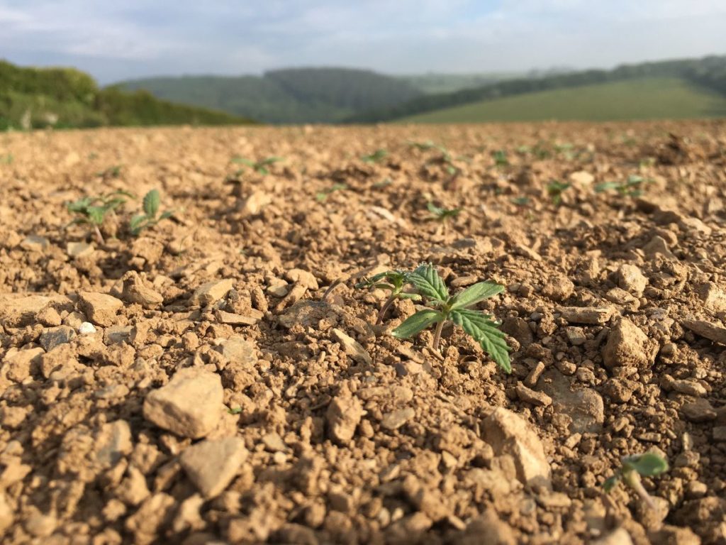 Peaking their heads above the parapet - Trelonk Farm Update - Trelonk ...