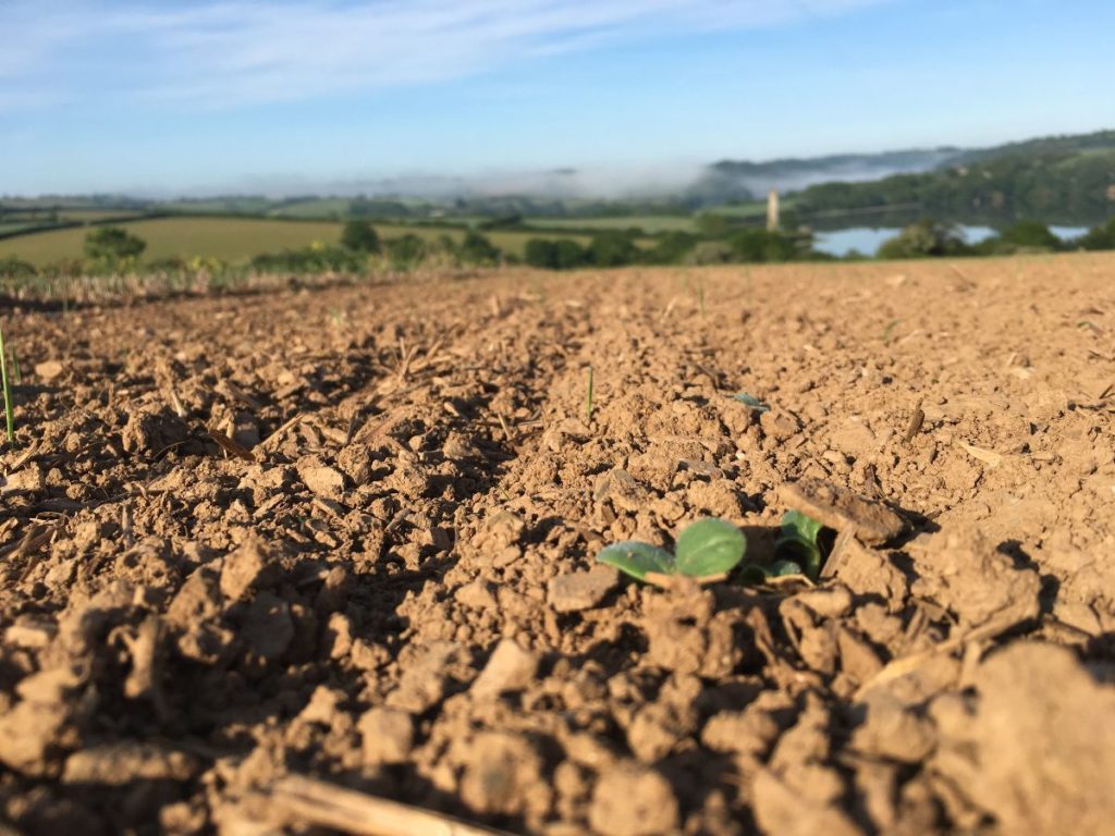 Peaking their heads above the parapet - Trelonk Farm Update - Trelonk ...