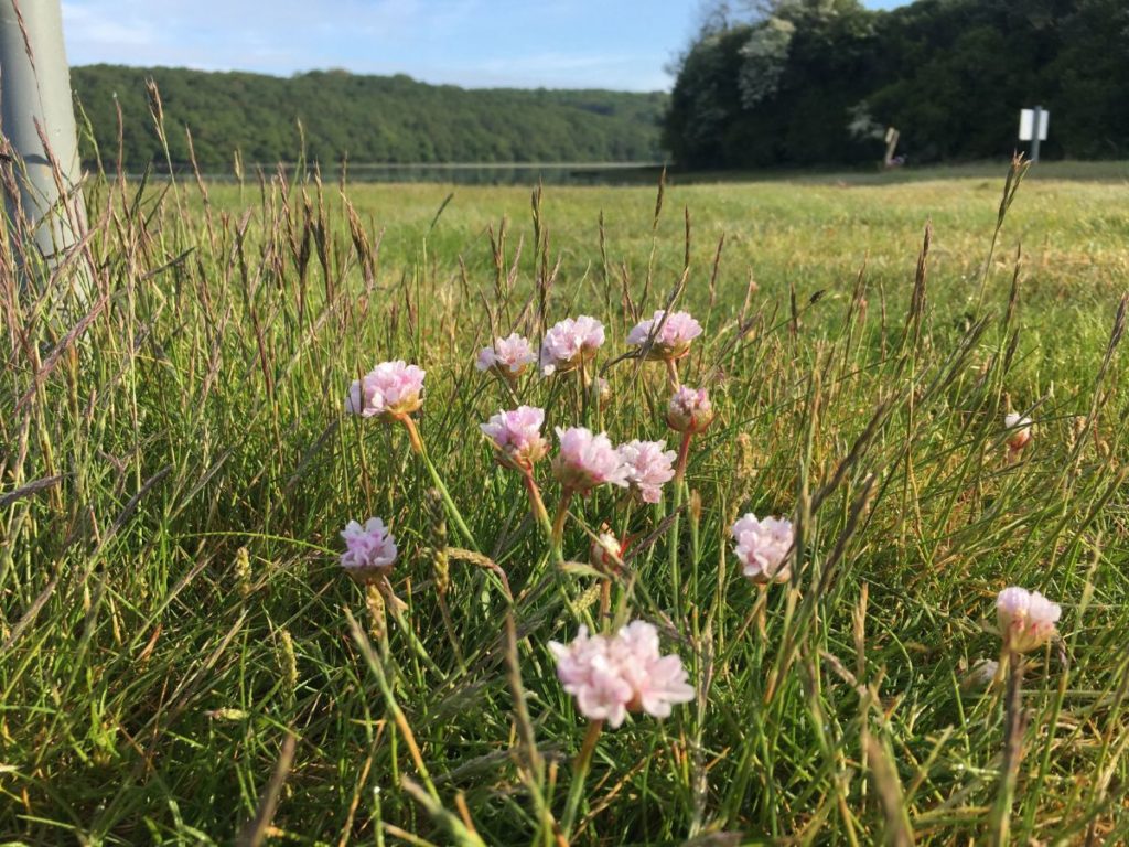 Peaking their heads above the parapet - Trelonk Farm Update - Trelonk ...